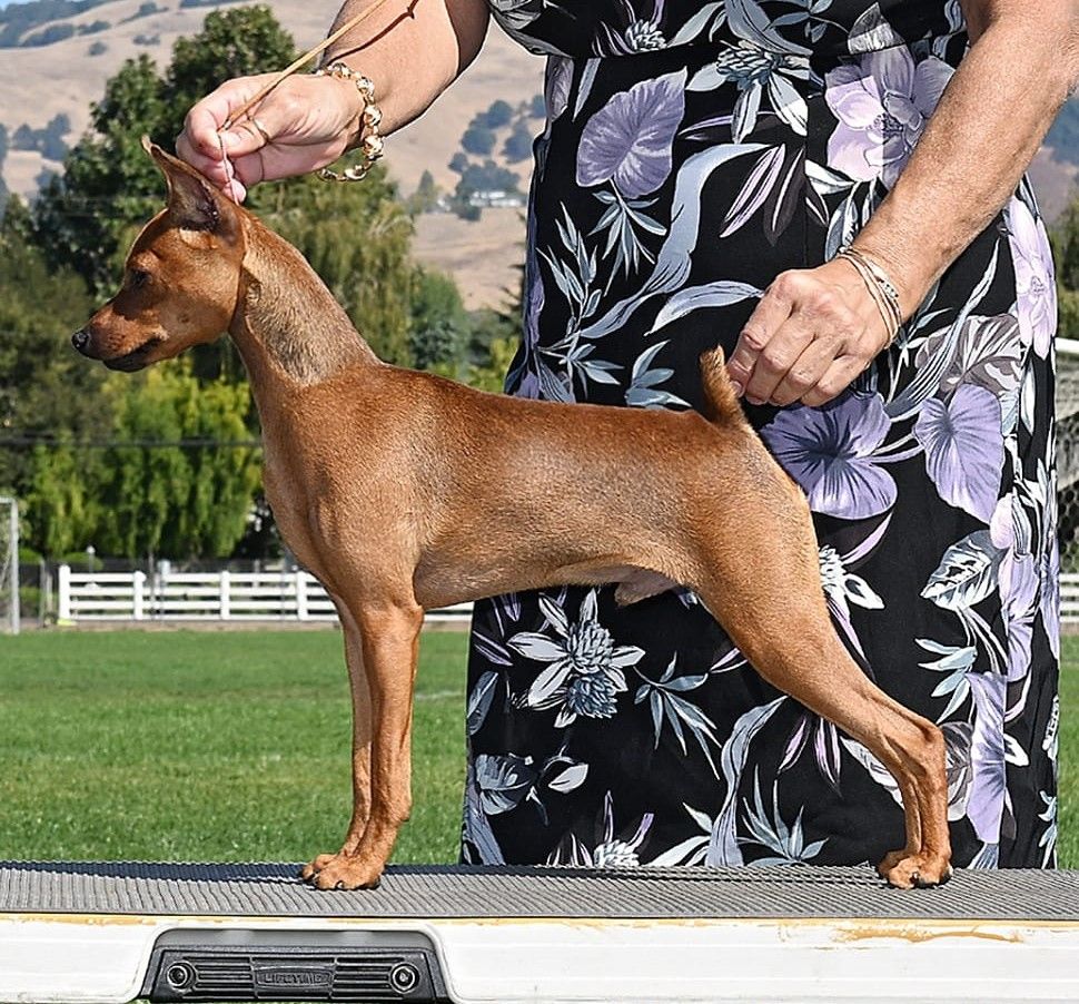Miniature Pinscher - The Breed Archive